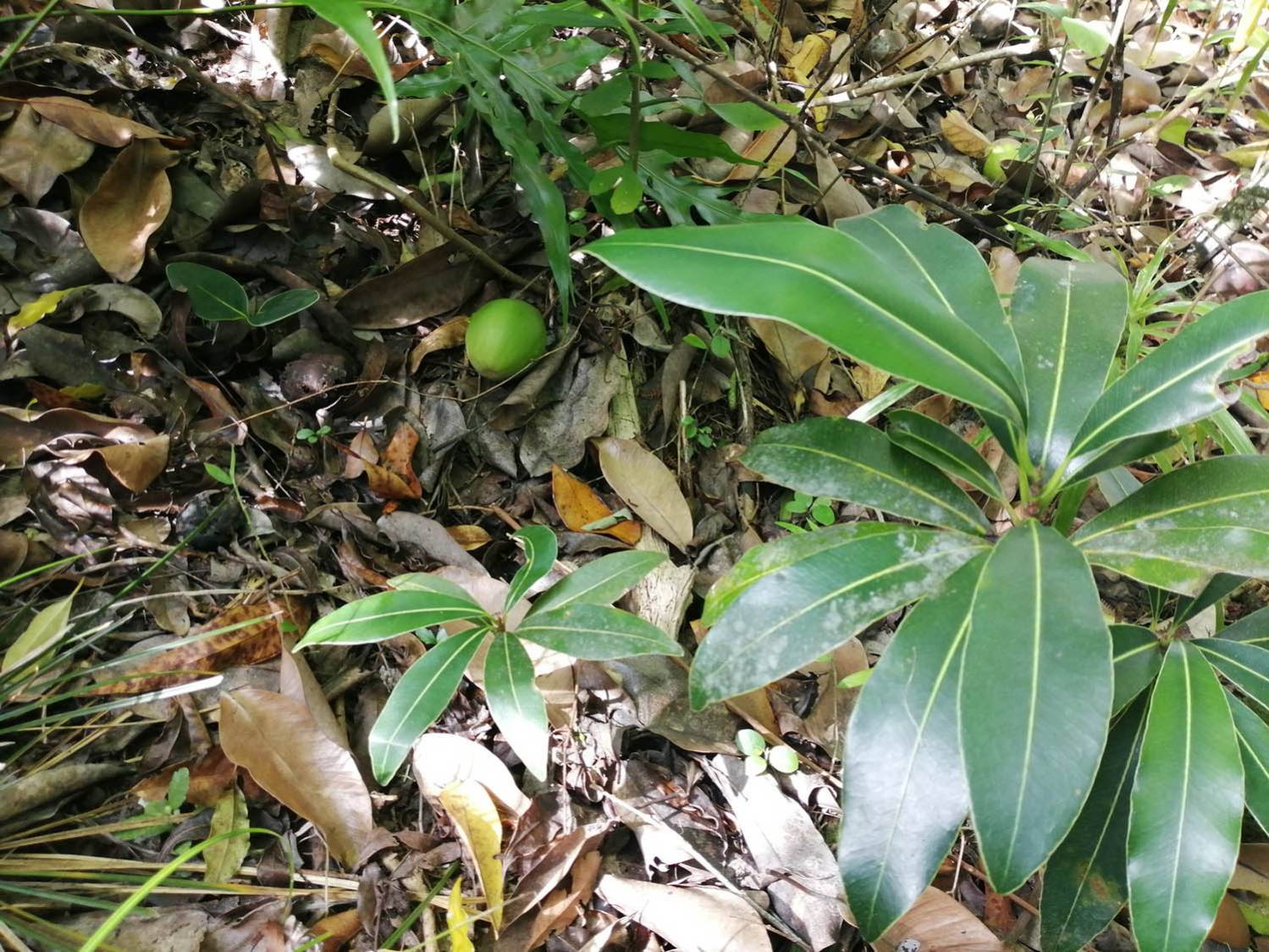 Le grand natte est un arbre endémique de la réunion | Office de ...
