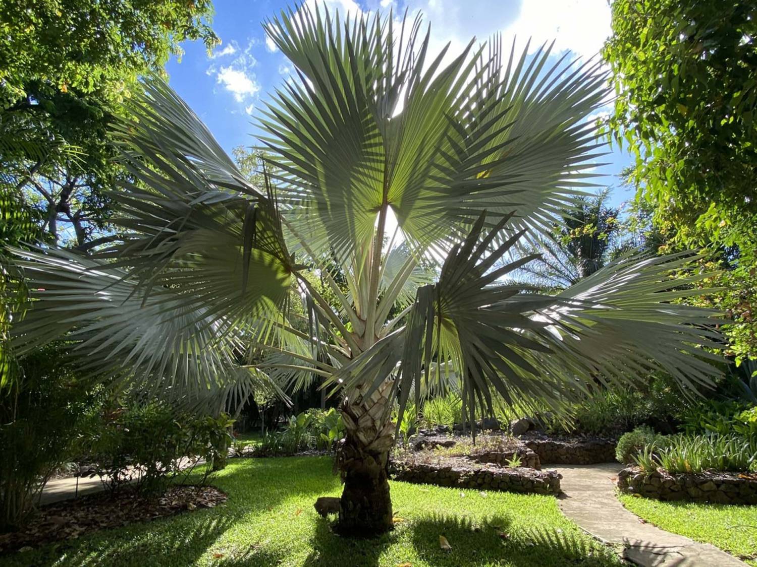 Le latanier rouge une espèce végétale endémique de l'île de la réunion ...